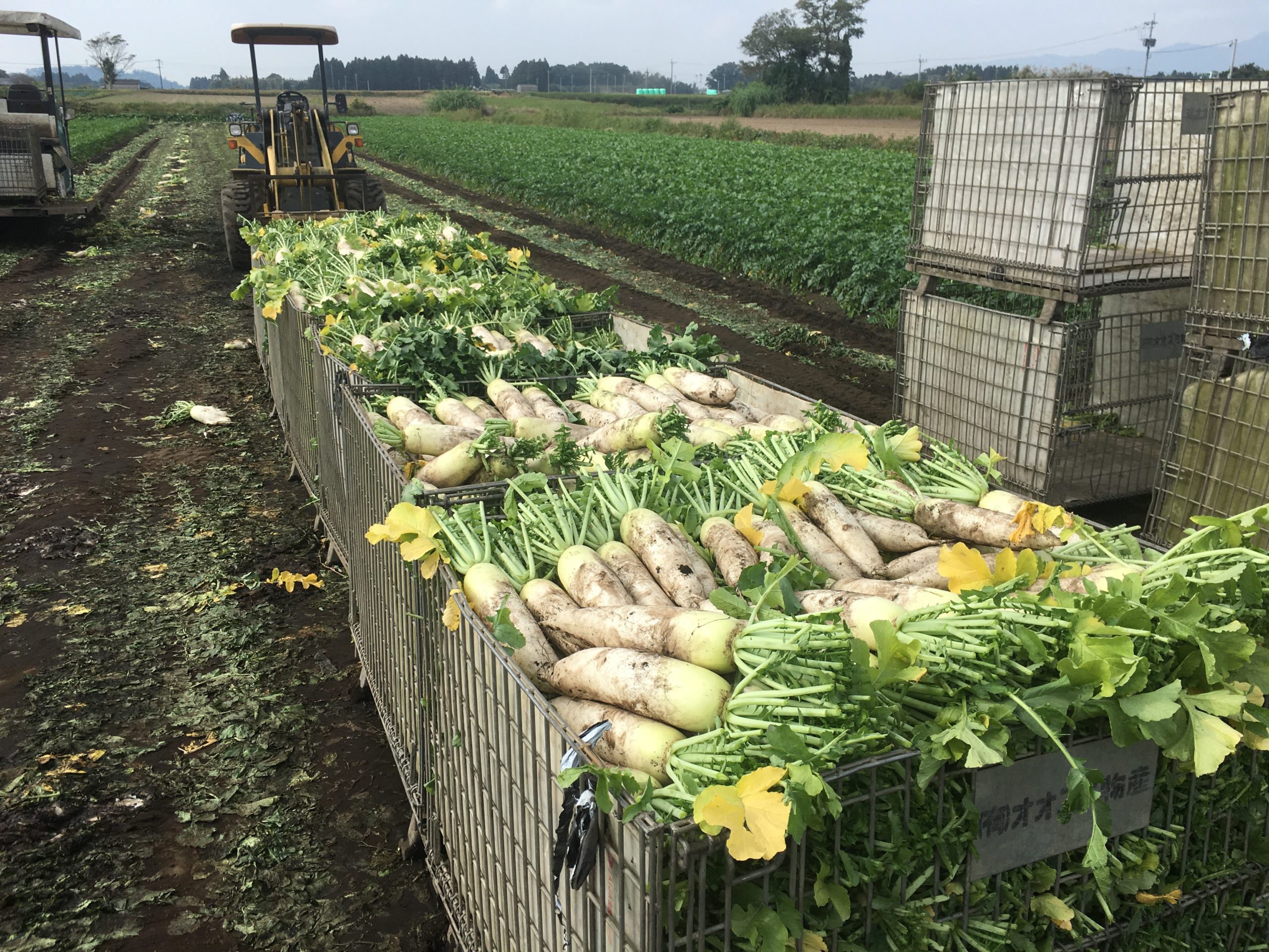 IMG_3098 | ダイニチ食品株式会社